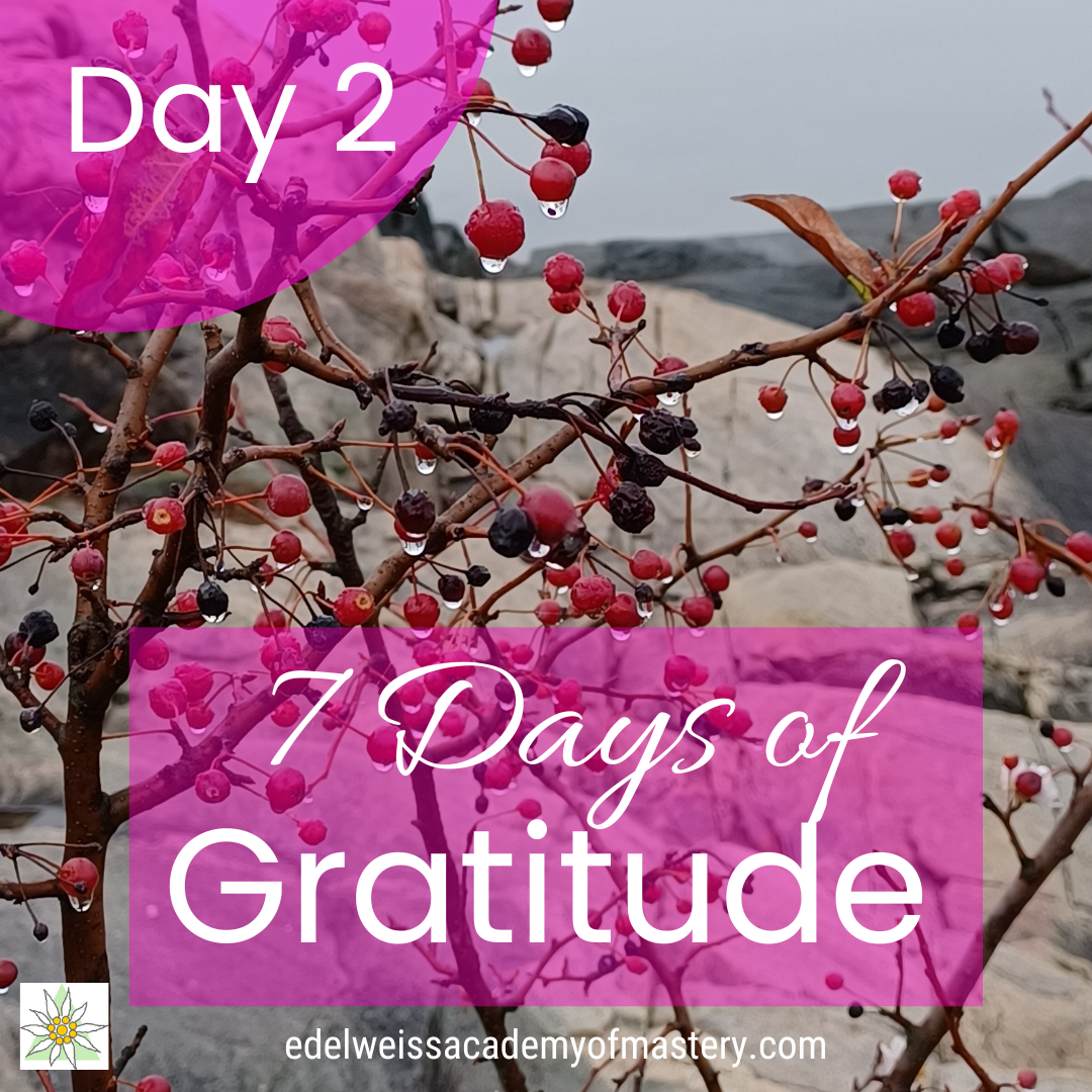 7 Days of Gratitude - Recap and Next Steps – Anna Annette / Edelweiss ...