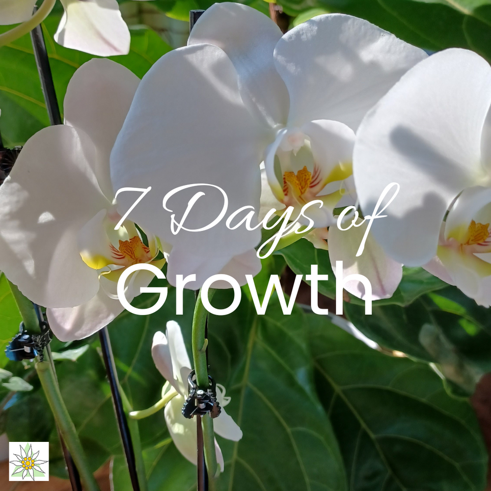 New Year Activation 2023 – Anna Annette / Edelweiss.Academy