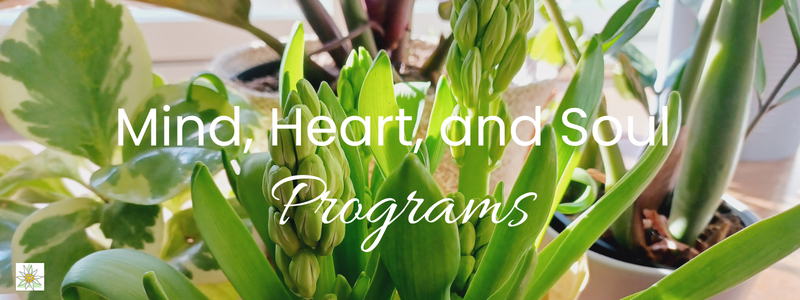 Mind, Heart, and Soul Programs – Anna Annette / Edelweiss.Academy